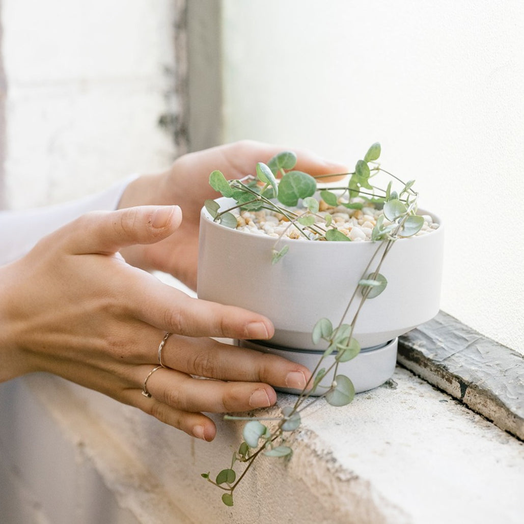 Planters — Blackbird & Fox